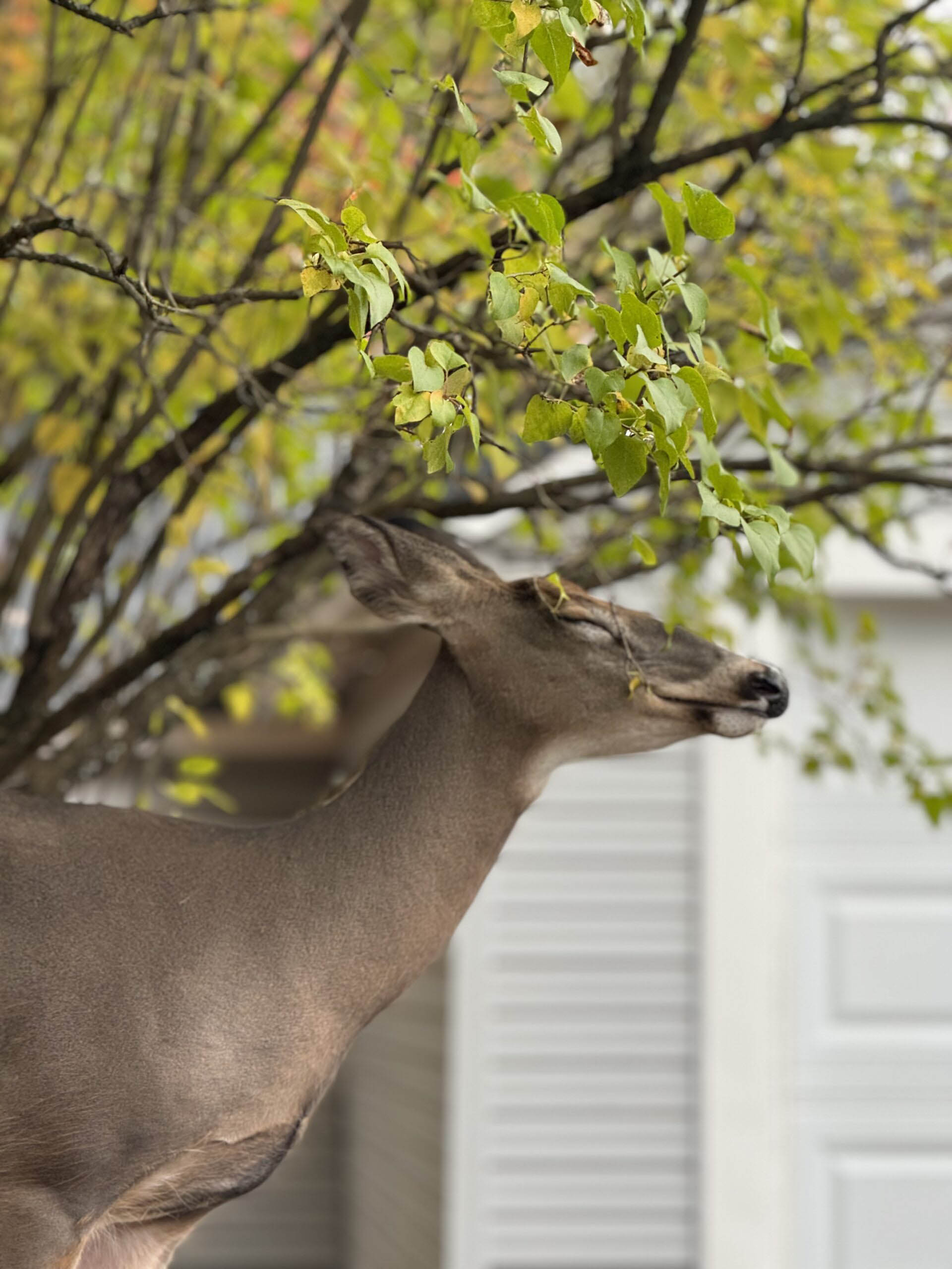 Smile, deer | News, Sports, Jobs - Adirondack Daily Enterprise
